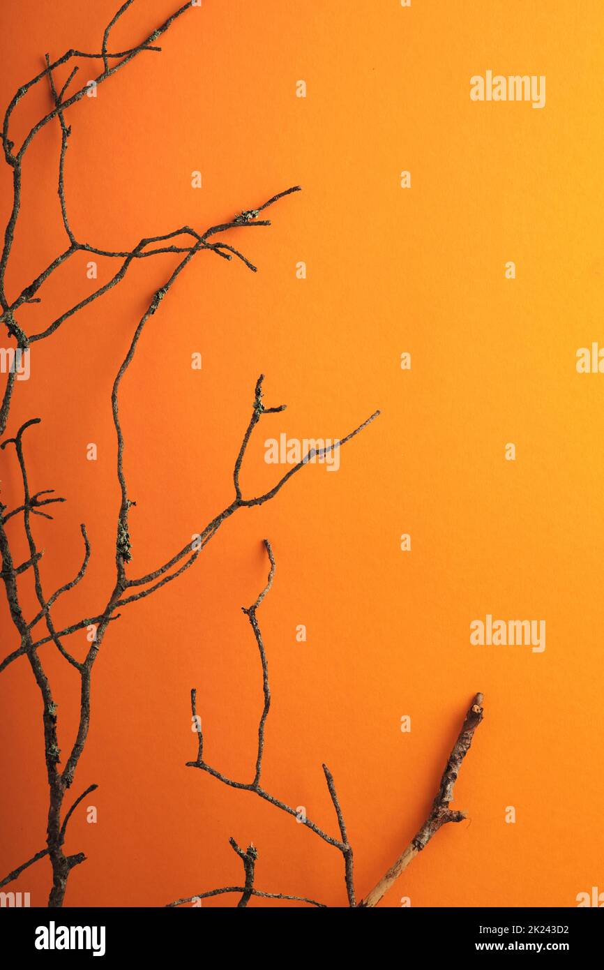 Halloween background. Flock of black bats, spider, pumpkin, skeleton ...