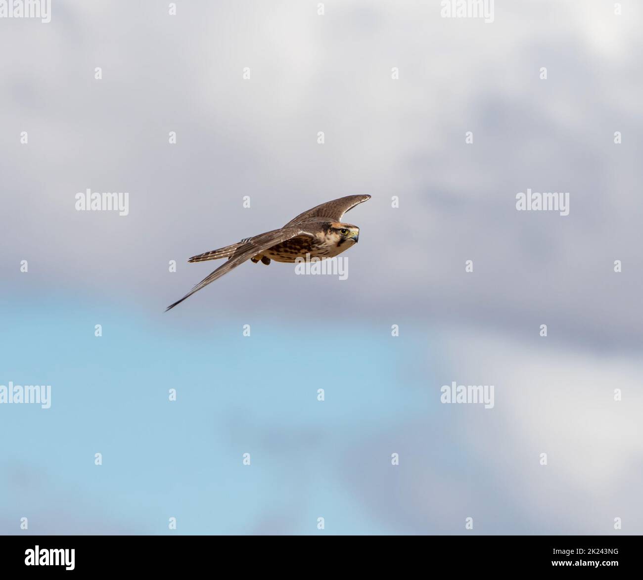 Savannah falcon hi-res stock photography and images - Alamy