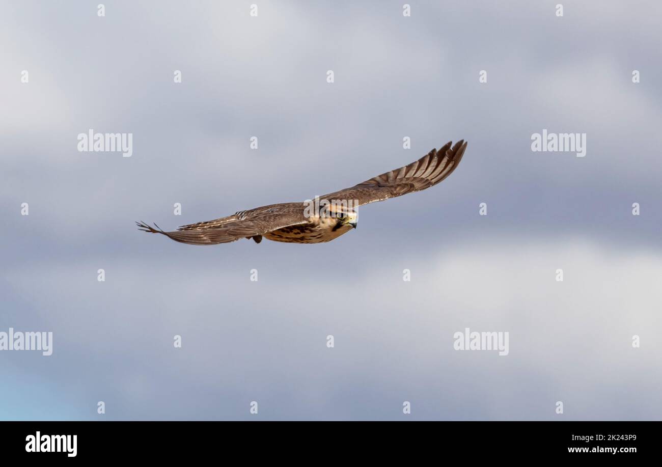 A Lanner Falcon in flight over Kalahari savannah Stock Photo - Alamy