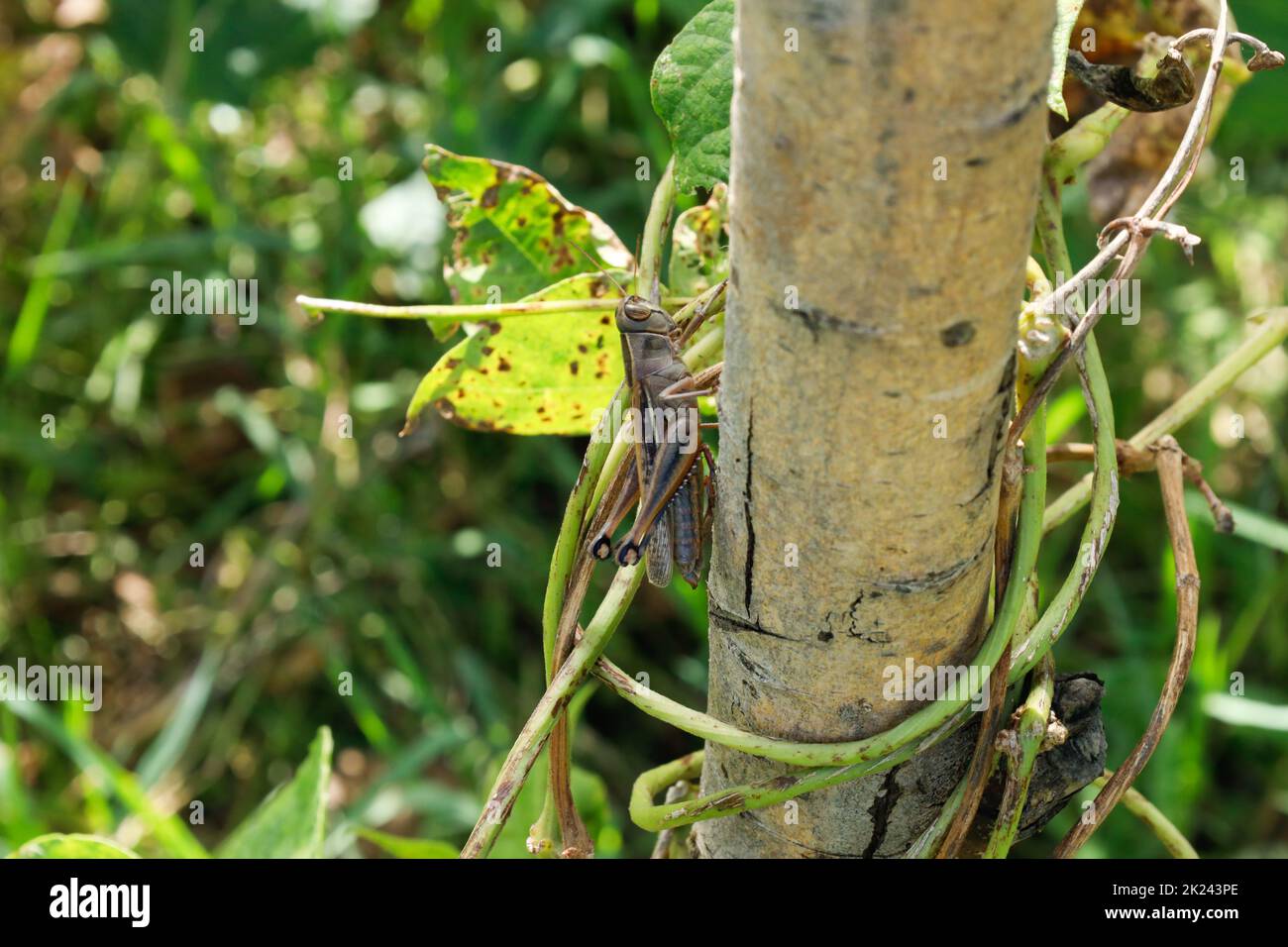 Brown grasshopper sitting on tree branch. Macro insect on a green ...