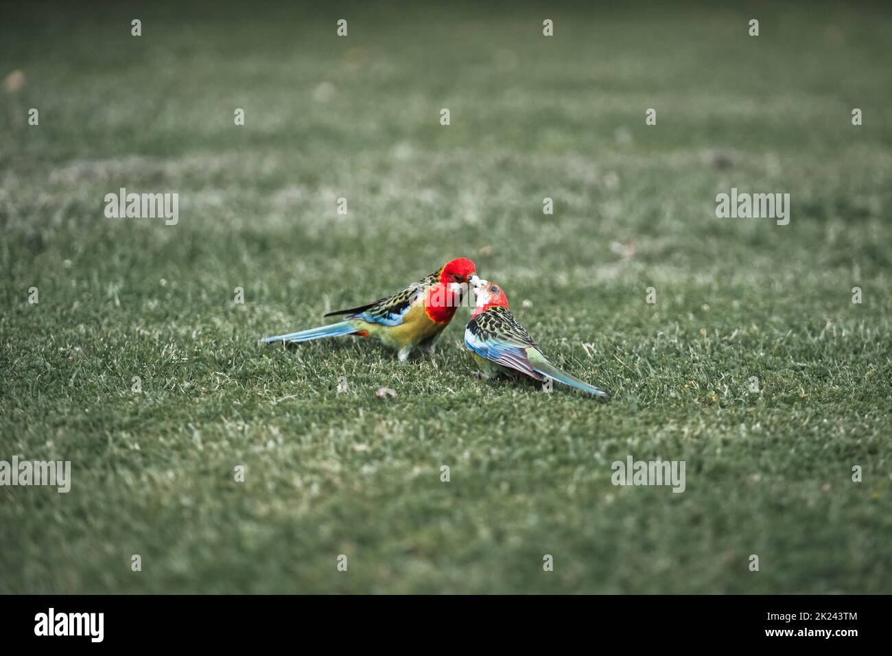 parakeets kissing in the grass Stock Photo - Alamy