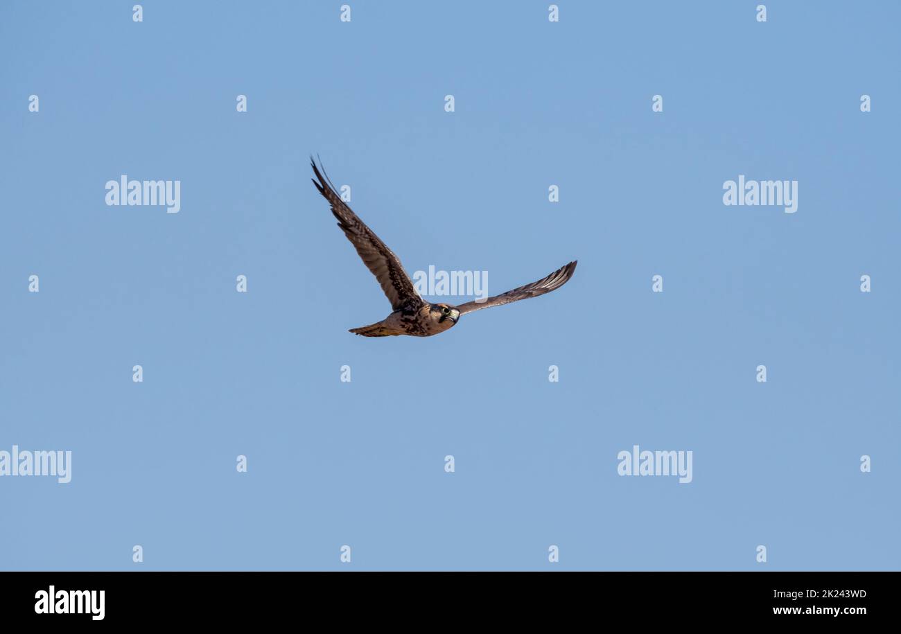 Savannah falcon hi-res stock photography and images - Alamy