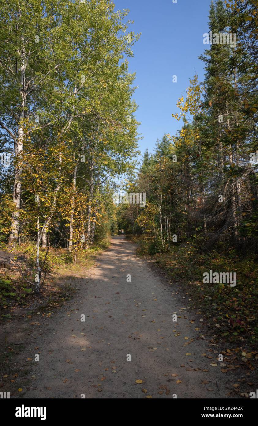A. Dirt path through the forest in Algonquin Park Ontario Stock Photo ...