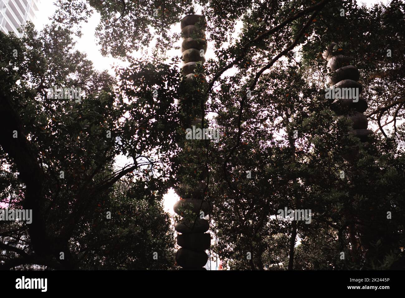 Tree among stones hi-res stock photography and images - Alamy