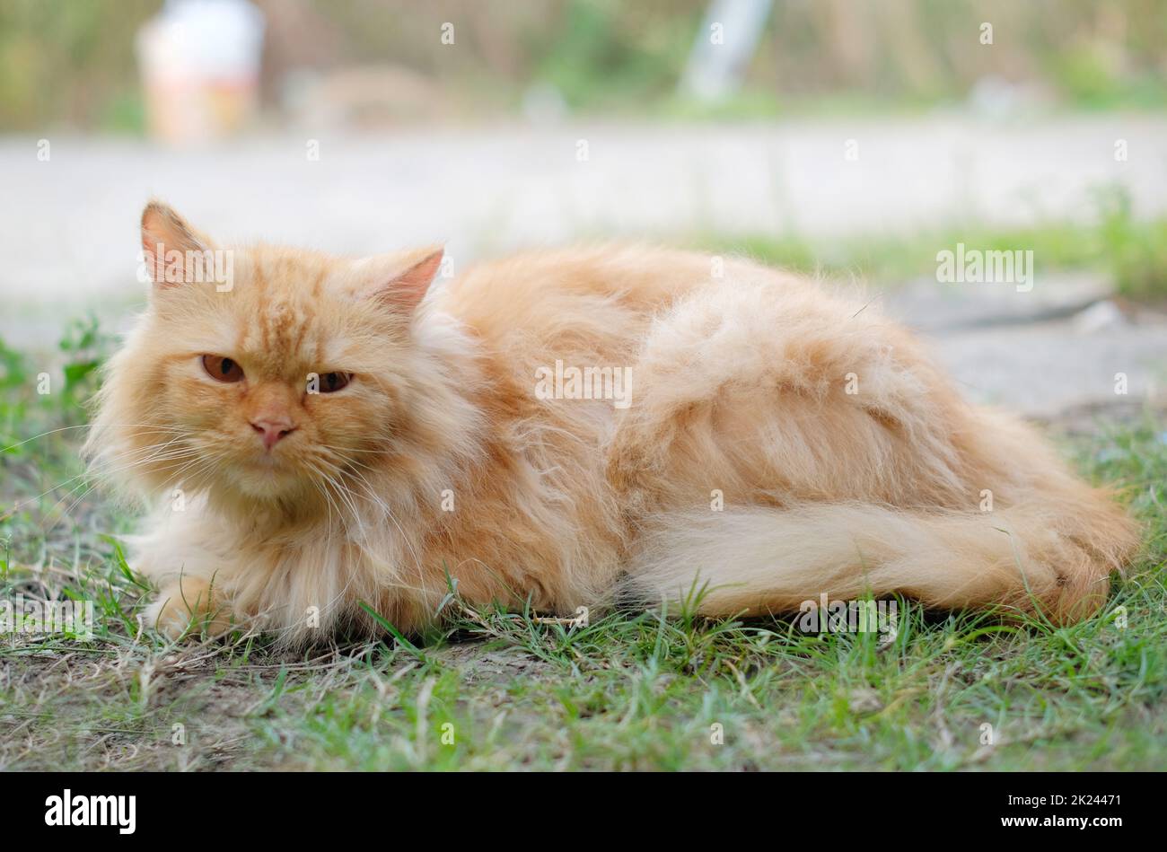 Cat Anggora - Cute cat. Closeup detail of orange cat anggora Stock ...