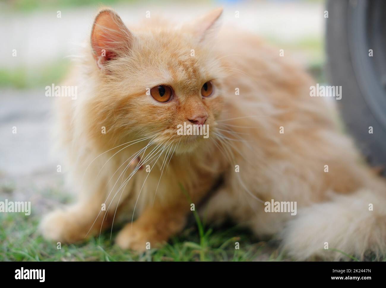 Cat Anggora - Cute cat. Closeup detail of orange cat anggora Stock ...