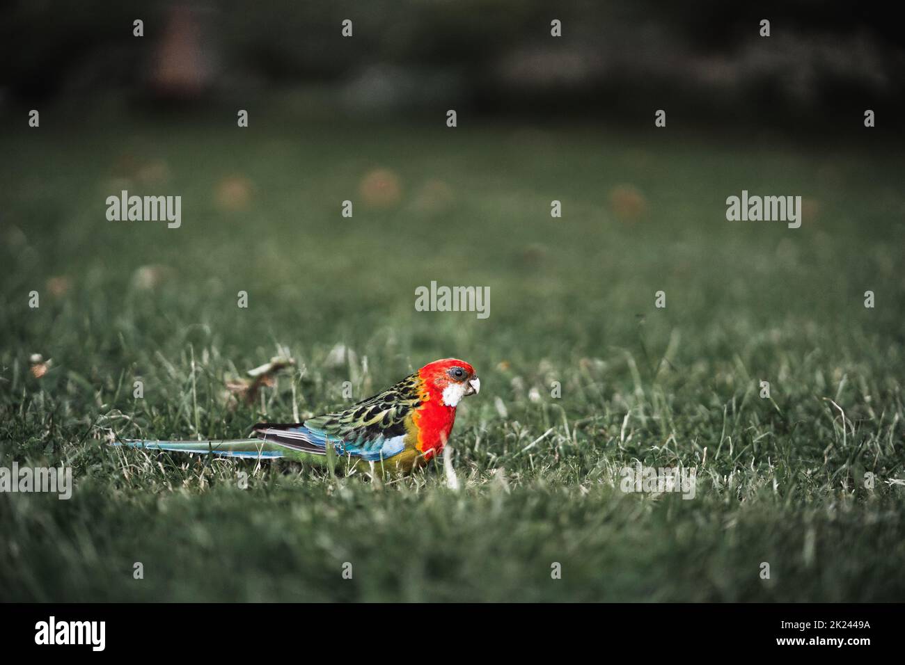 Parakeet in the grass hi-res stock photography and images - Alamy