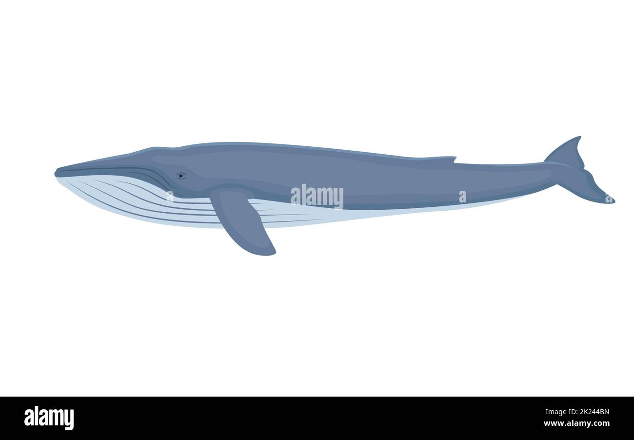 Side profile blue whale underwater Cut Out Stock Images & Pictures - Alamy