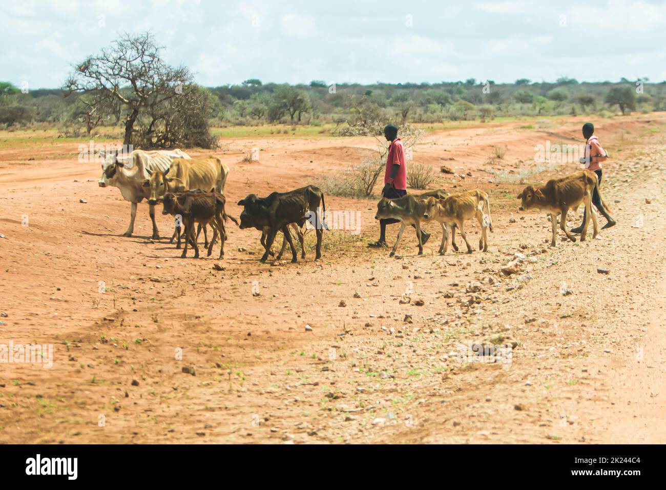 African shepherds people hi-res stock photography and images - Alamy