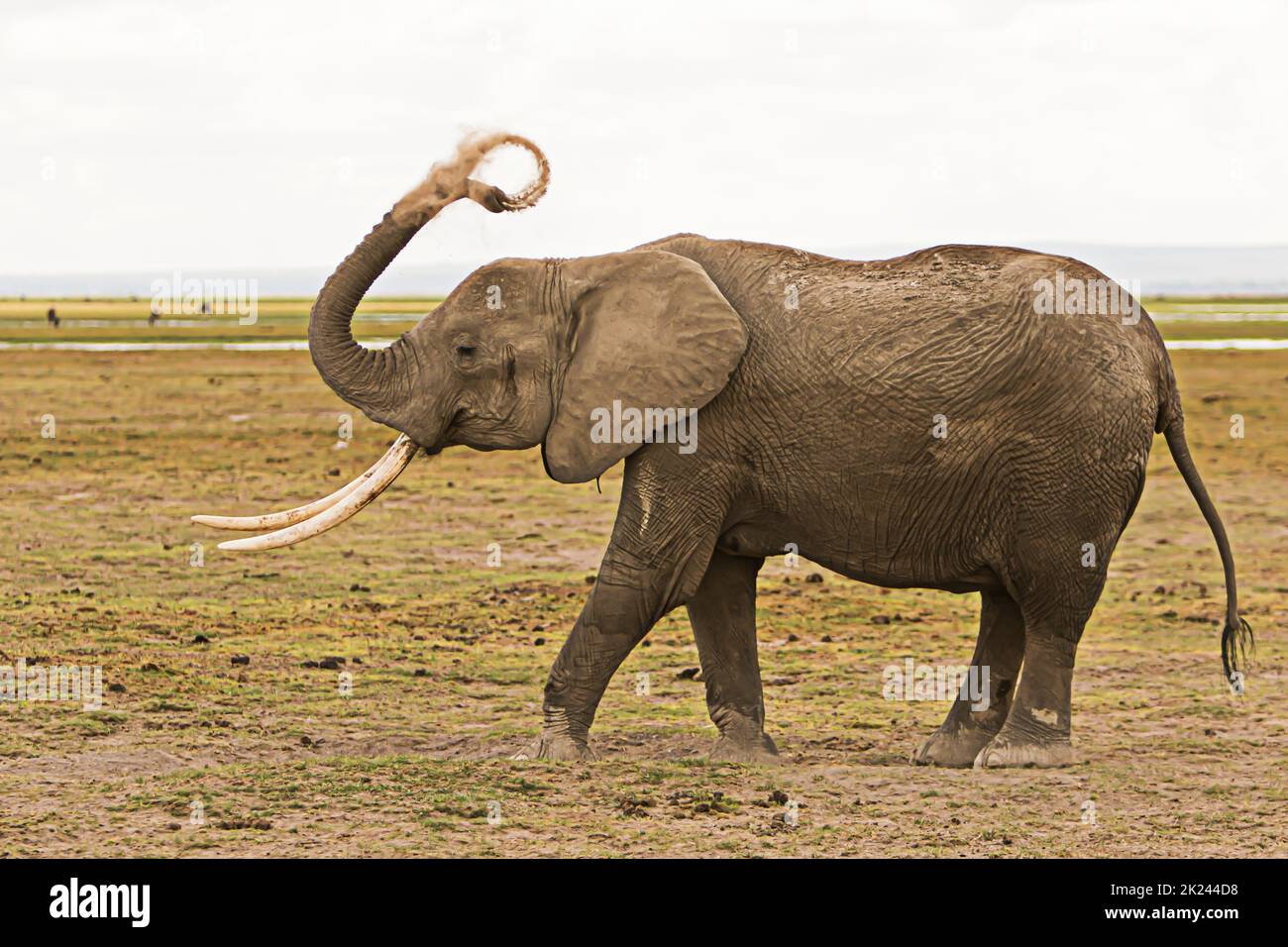 Elephant washing himself with sand through his trunk in Amboseli ...