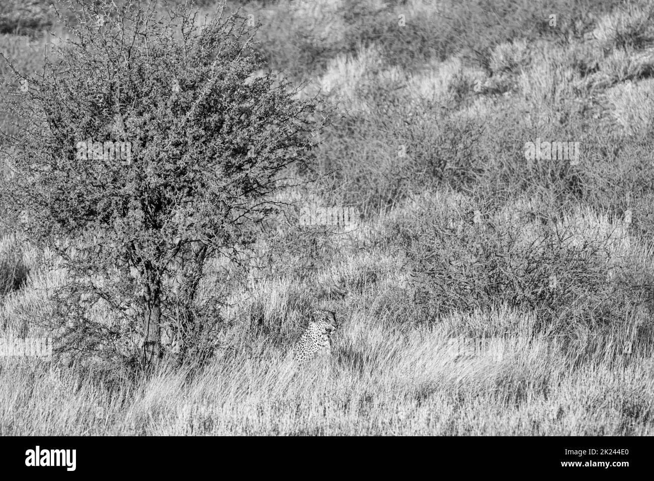 A Leopard watching antelope in Kalahari savannah Stock Photo - Alamy