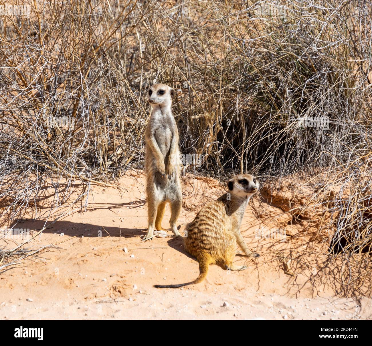 African grassland meerkats hi-res stock photography and images - Alamy