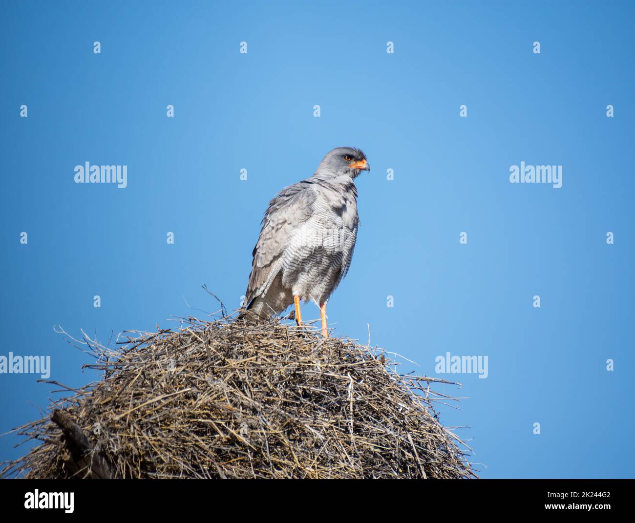 A Pale Chanting Goshawk sitting on a Weaver nest in Kalahari savannah ...
