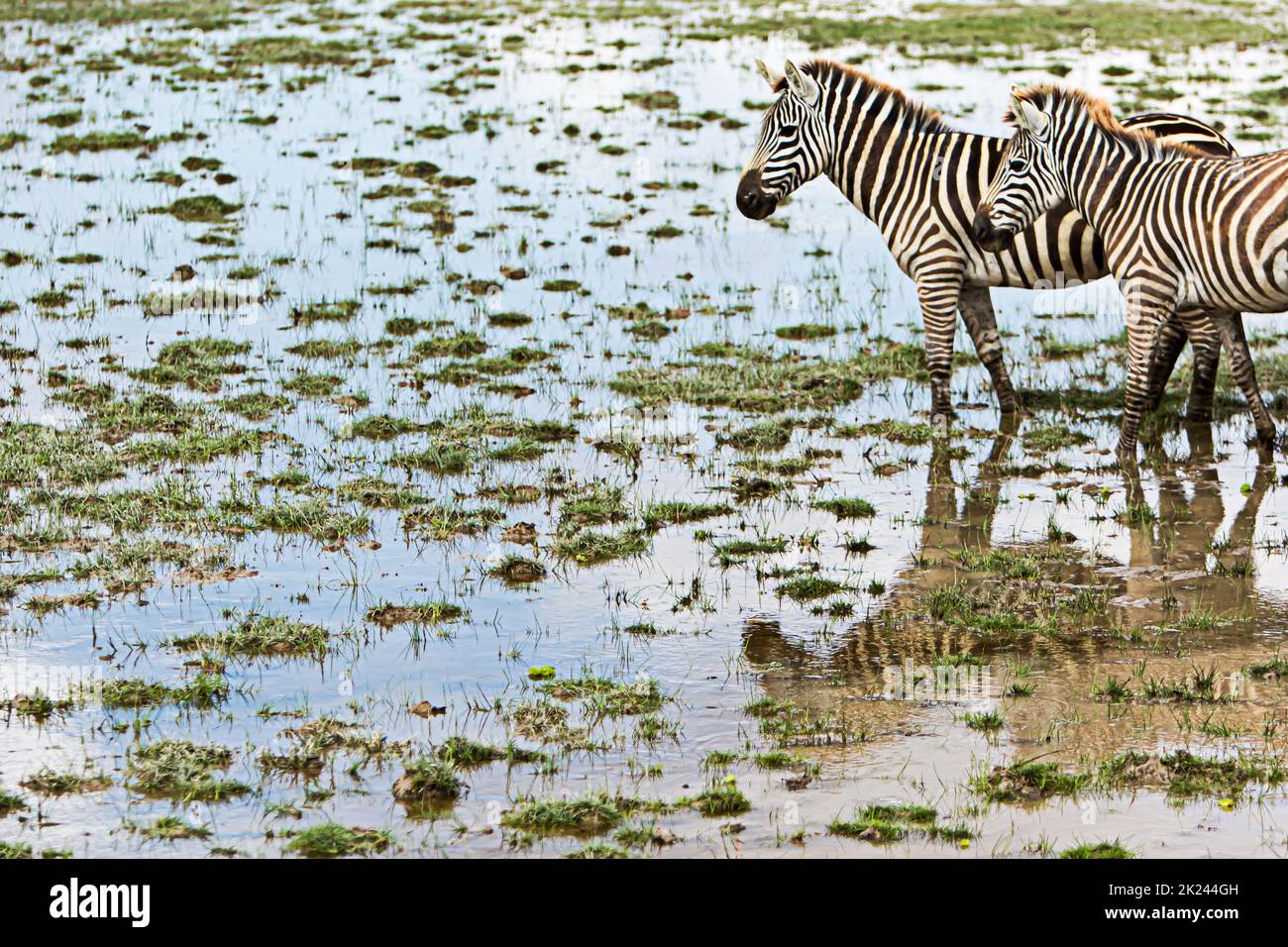 Zebras above water in Amboseli National Park, Kenya Stock Photo - Alamy