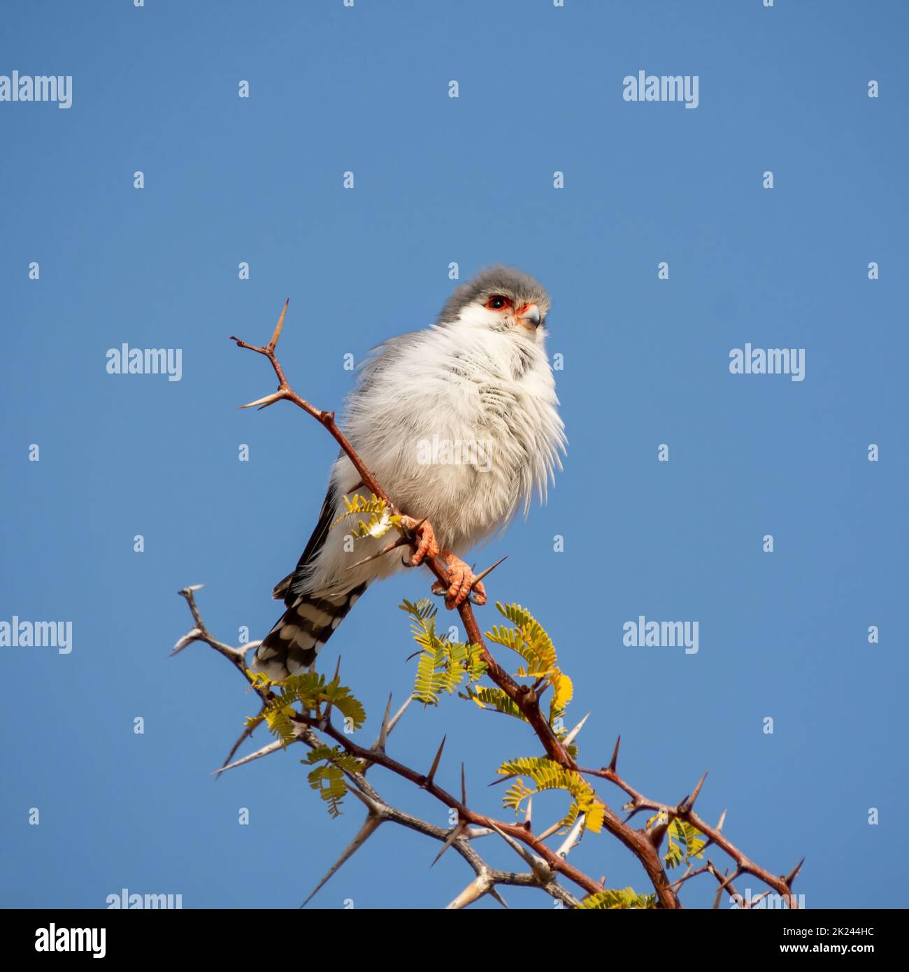 A Pygmy Falcon perched in a tree in Southern African savanna Stock ...