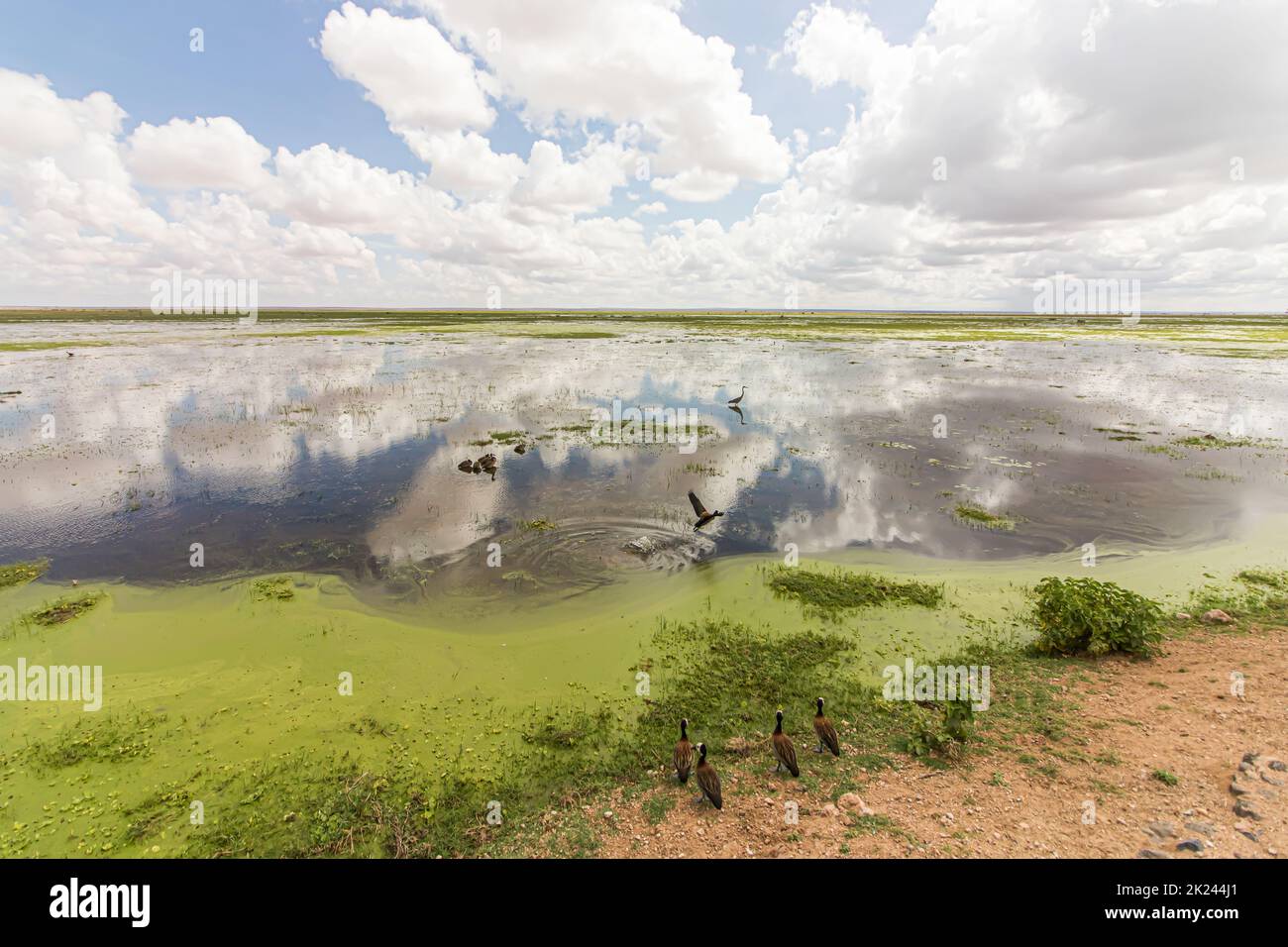 Scenic view of birds above water in Amboseli National Park, Kenya Stock ...