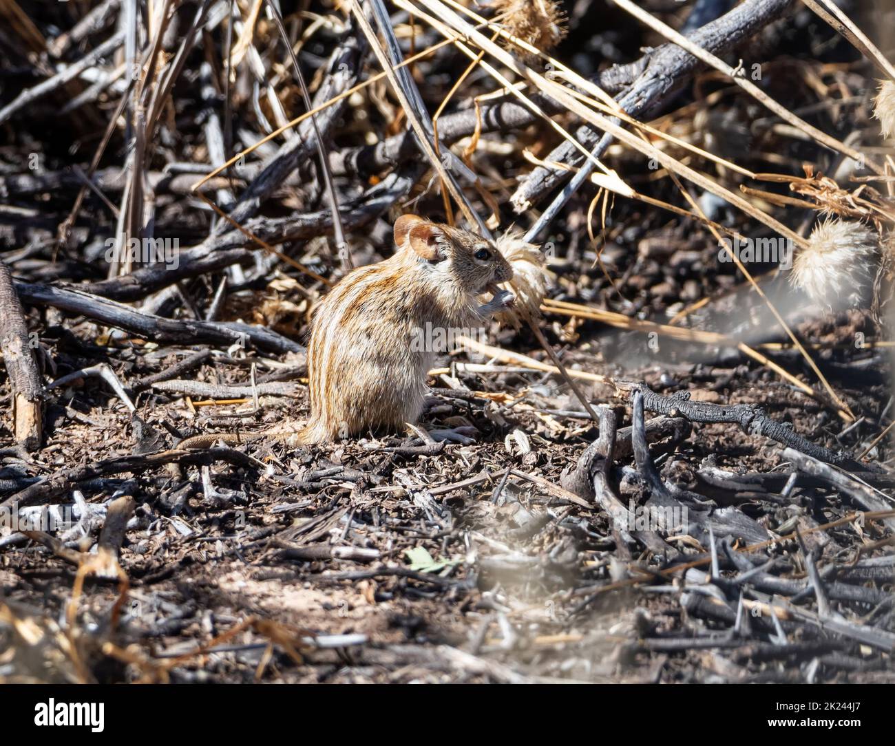 A Striped Mouse foraging in a bush in Kalahari savannah Stock Photo - Alamy