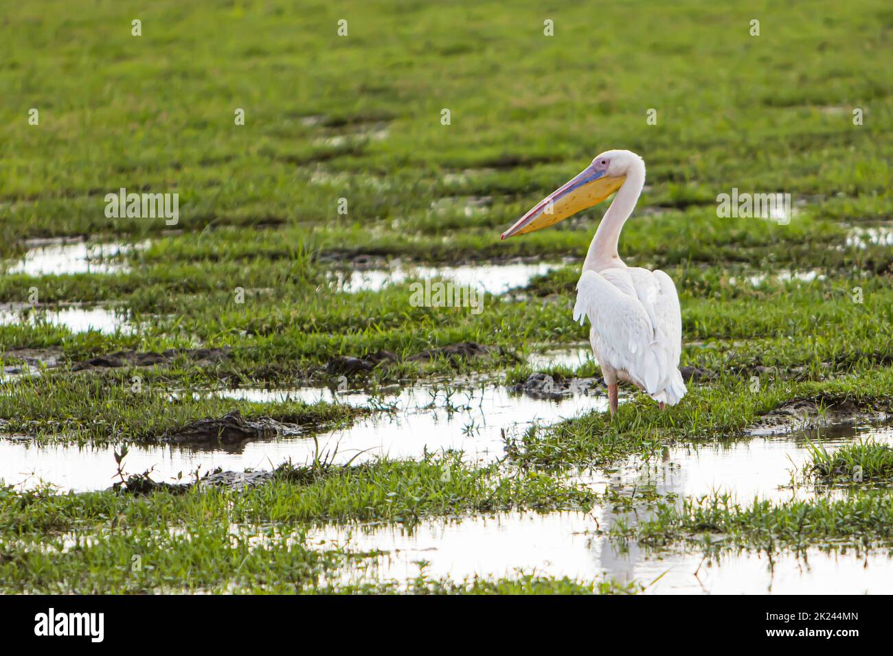 Pelican above water in Amboseli National Park, Kenya Stock Photo - Alamy