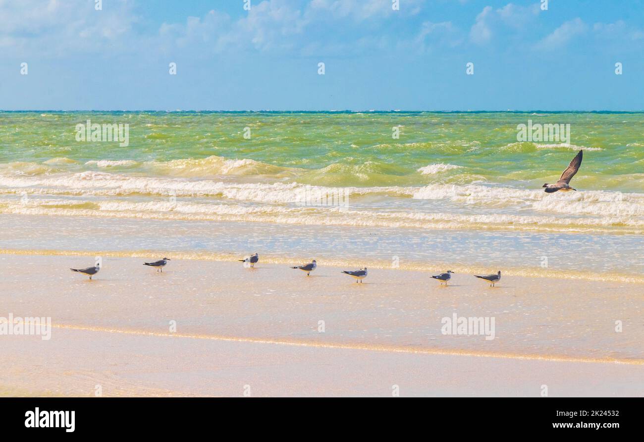 Flying seagulls birds at panorama landscape view on beautiful Holbox ...