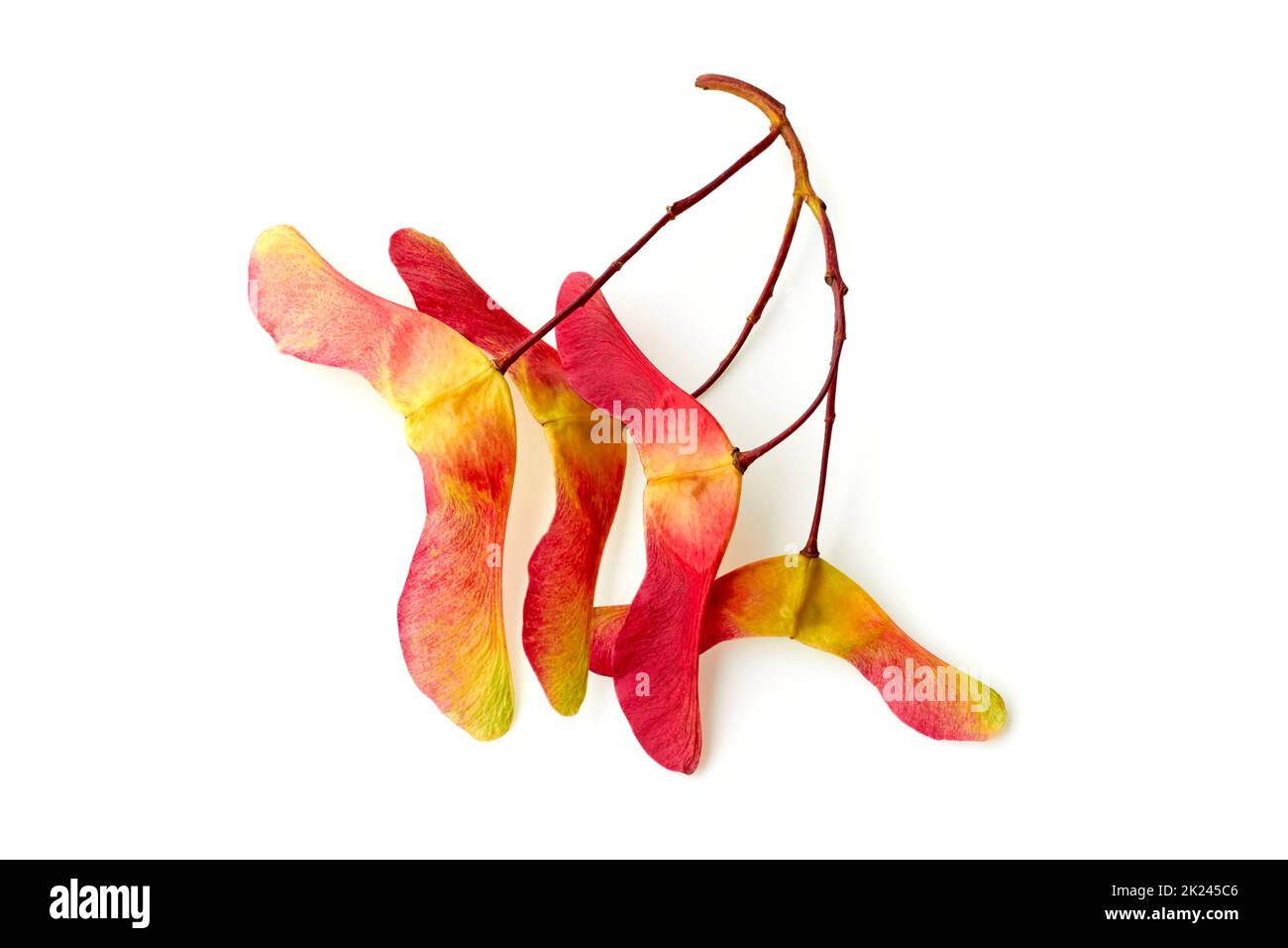 Bunch of red-yellow maple seed pods isolated on white background ...