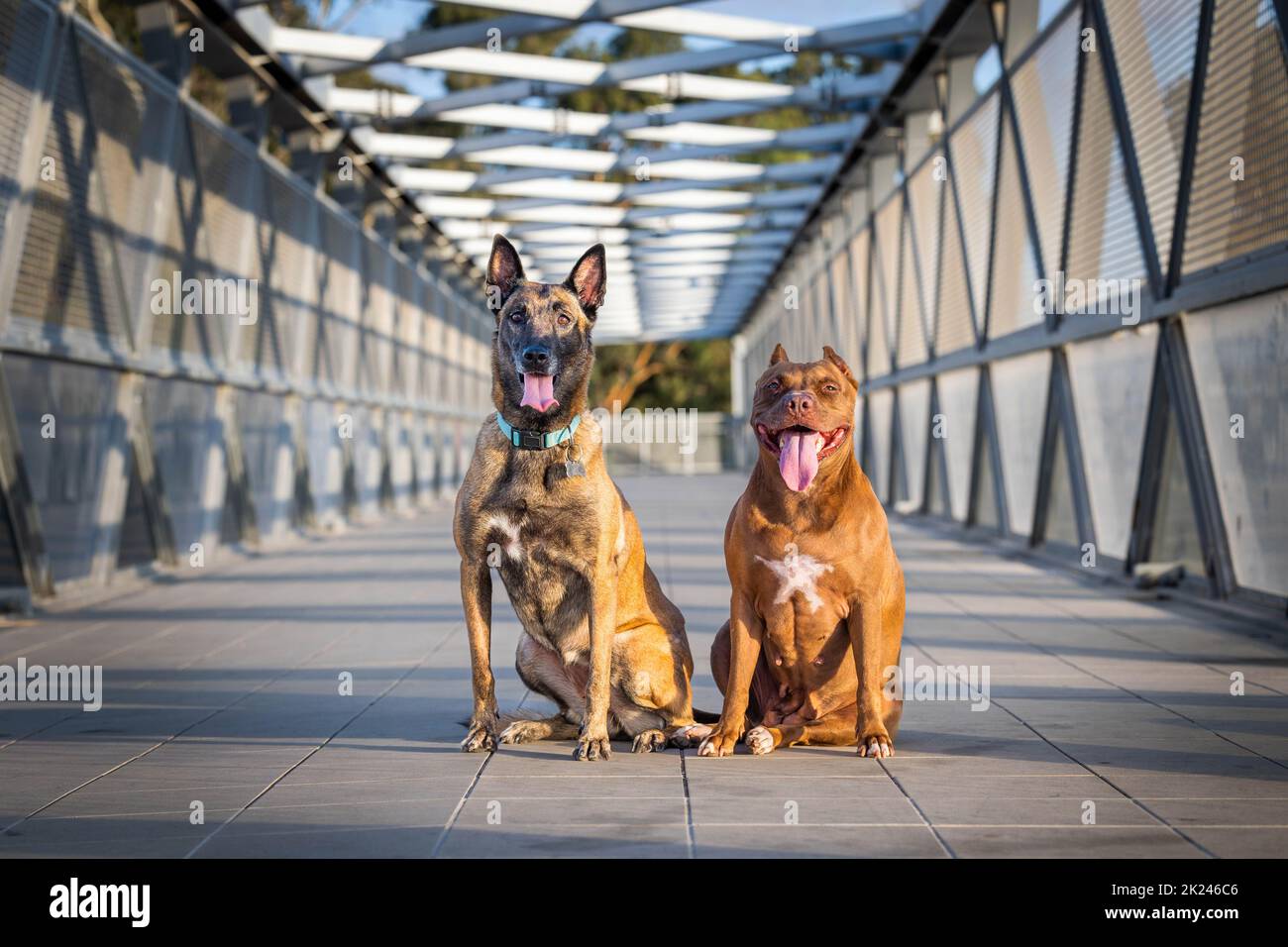Two dogs on a bridge Stock Photo - Alamy