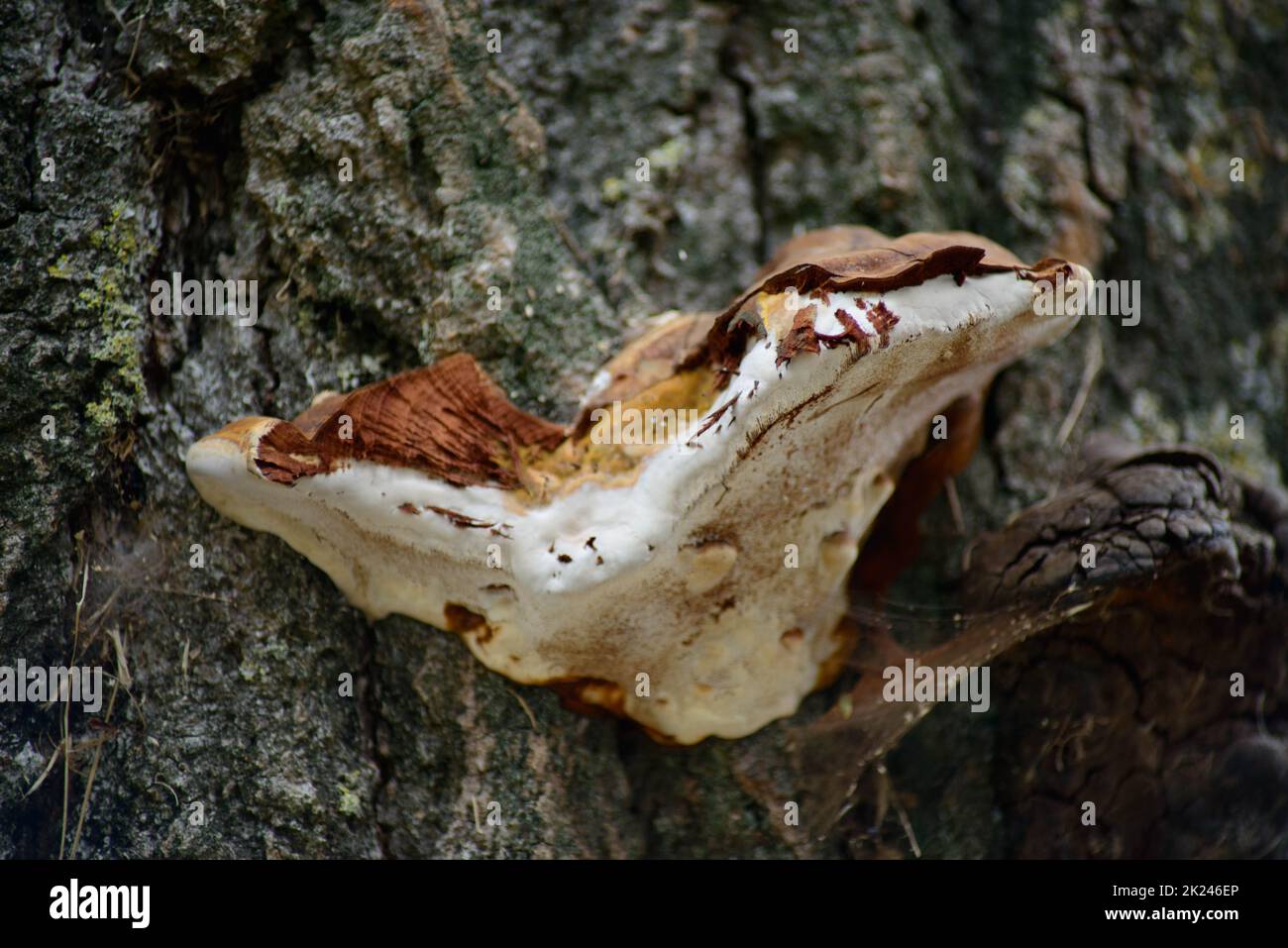 árbol macro hi-res stock photography and images - Alamy