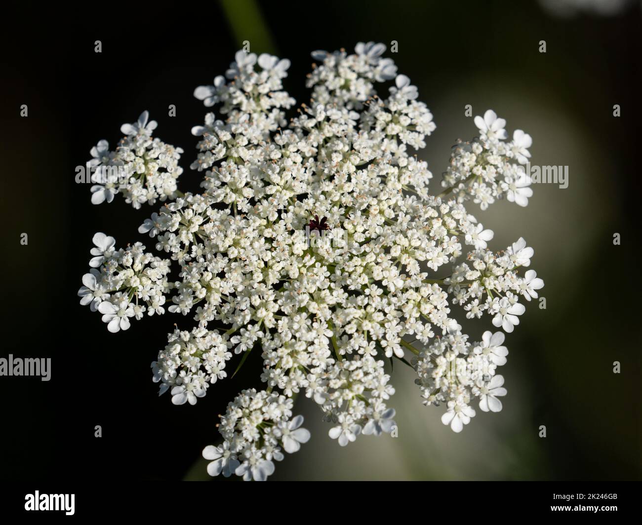 A cluster of wild carrot flowers, daucus carota, in bloom beside a ...