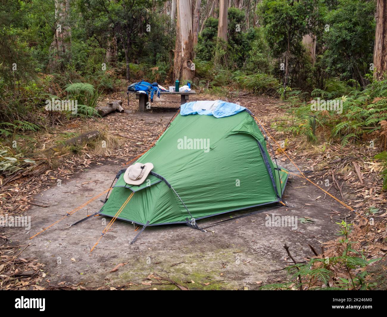 Gum trees ocean hi-res stock photography and images - Alamy