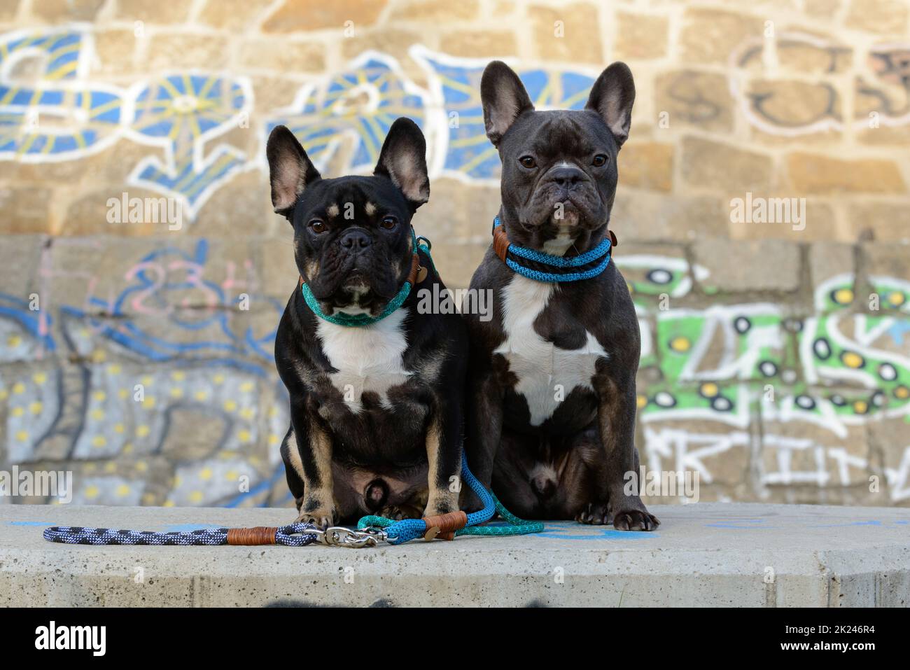 Two French bulldogs are sitting next to each other and looking at the ...