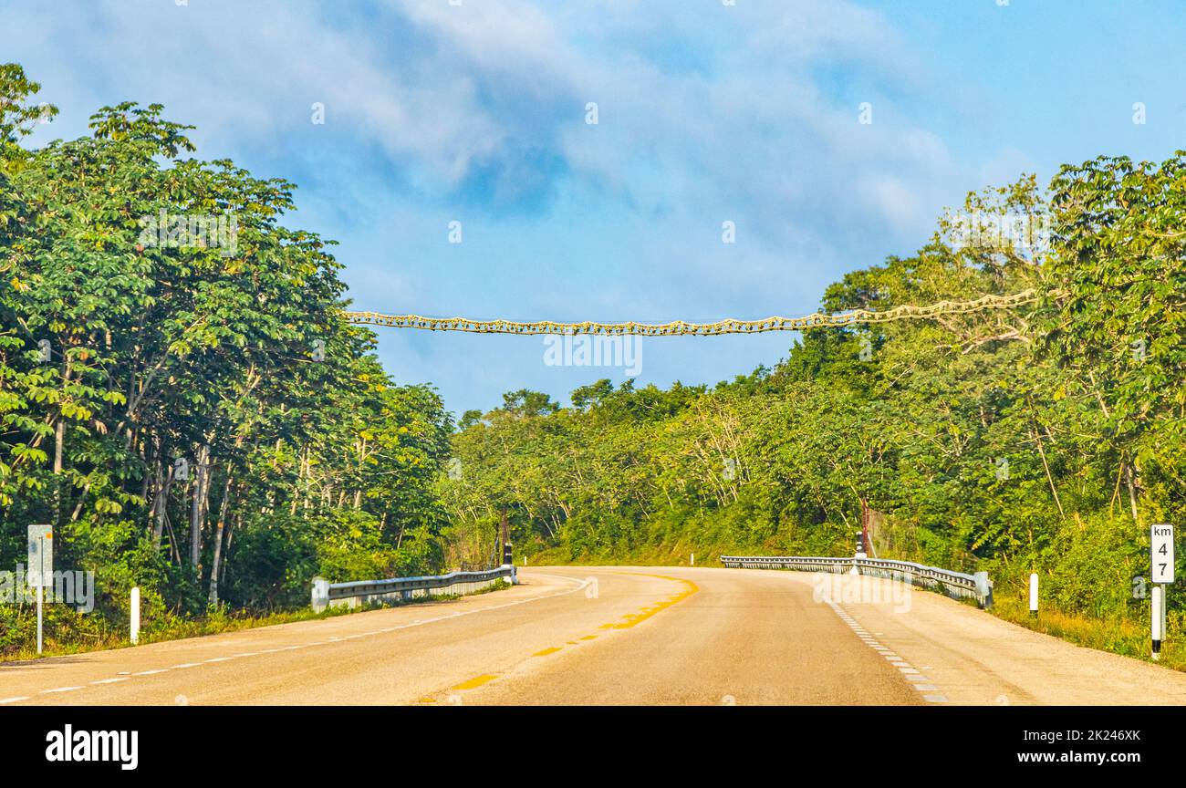 Driving on the highway in the jungle and tropical nature of Playa del ...