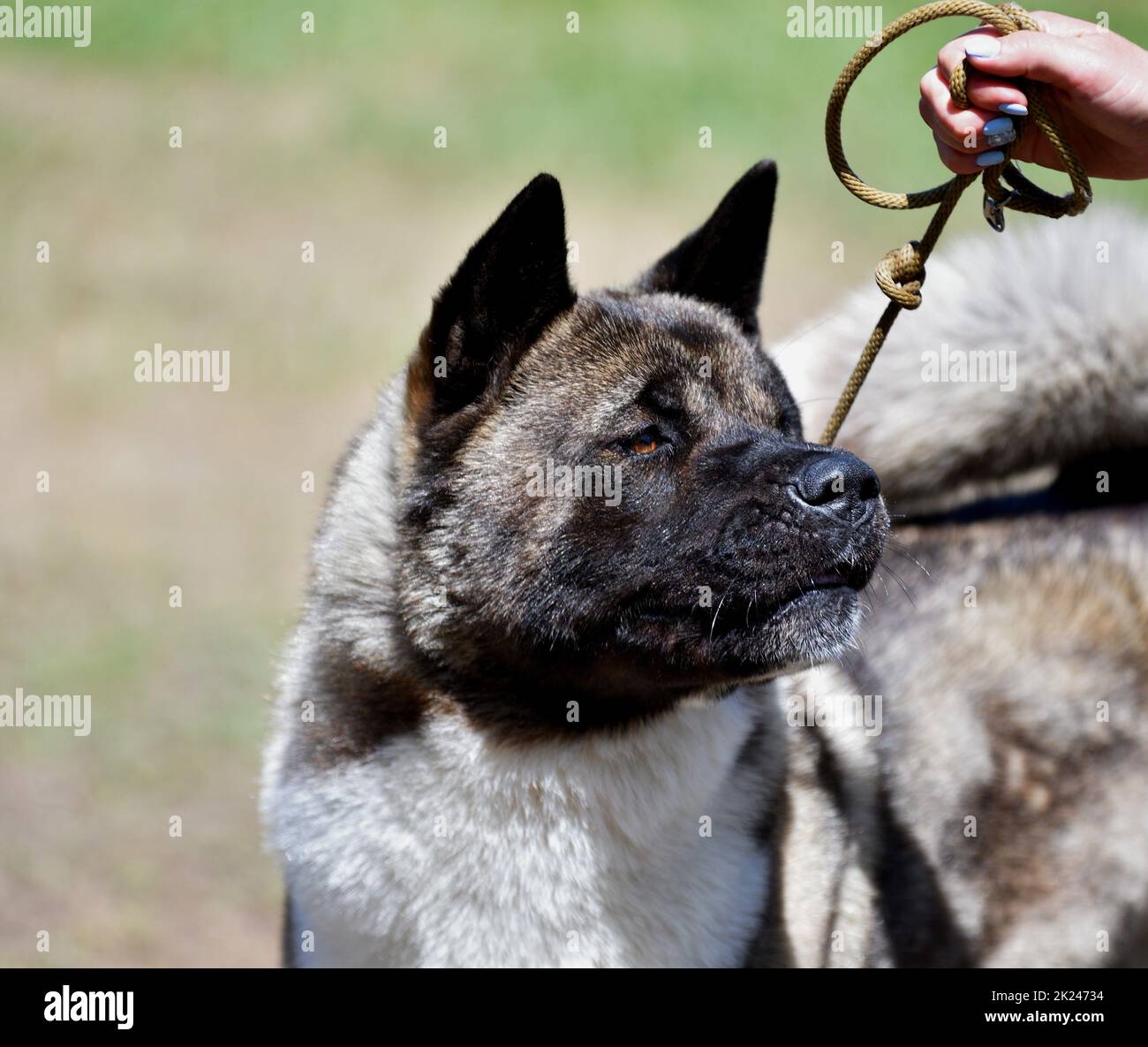 Dog breed American Akita on a walk in the summer Stock Photo - Alamy