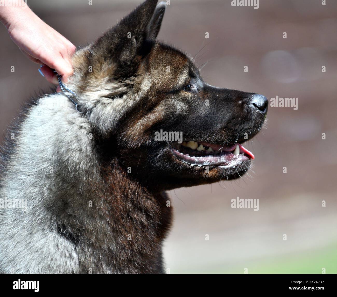 Dog breed American Akita on a walk in the summer Stock Photo - Alamy
