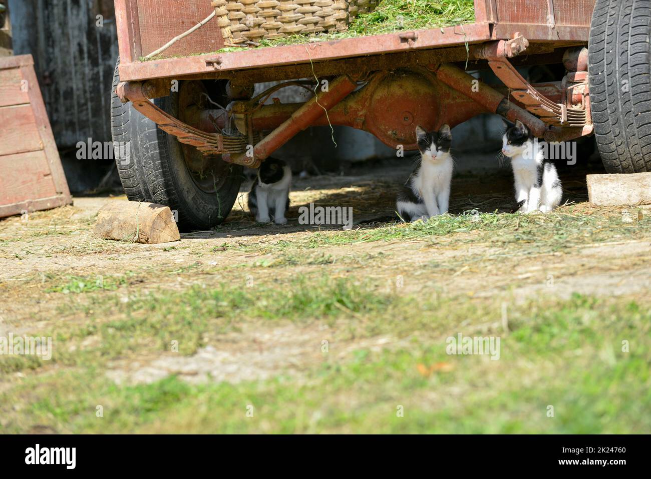 Three little kittens hide under a tractor trailer and look out from ...