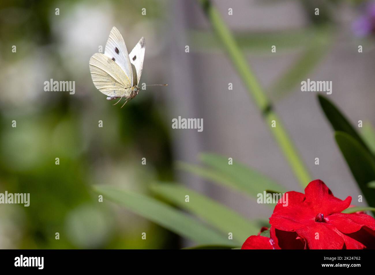 Small White butterfly (Pieris rapae) flying over red busy lizzie ...
