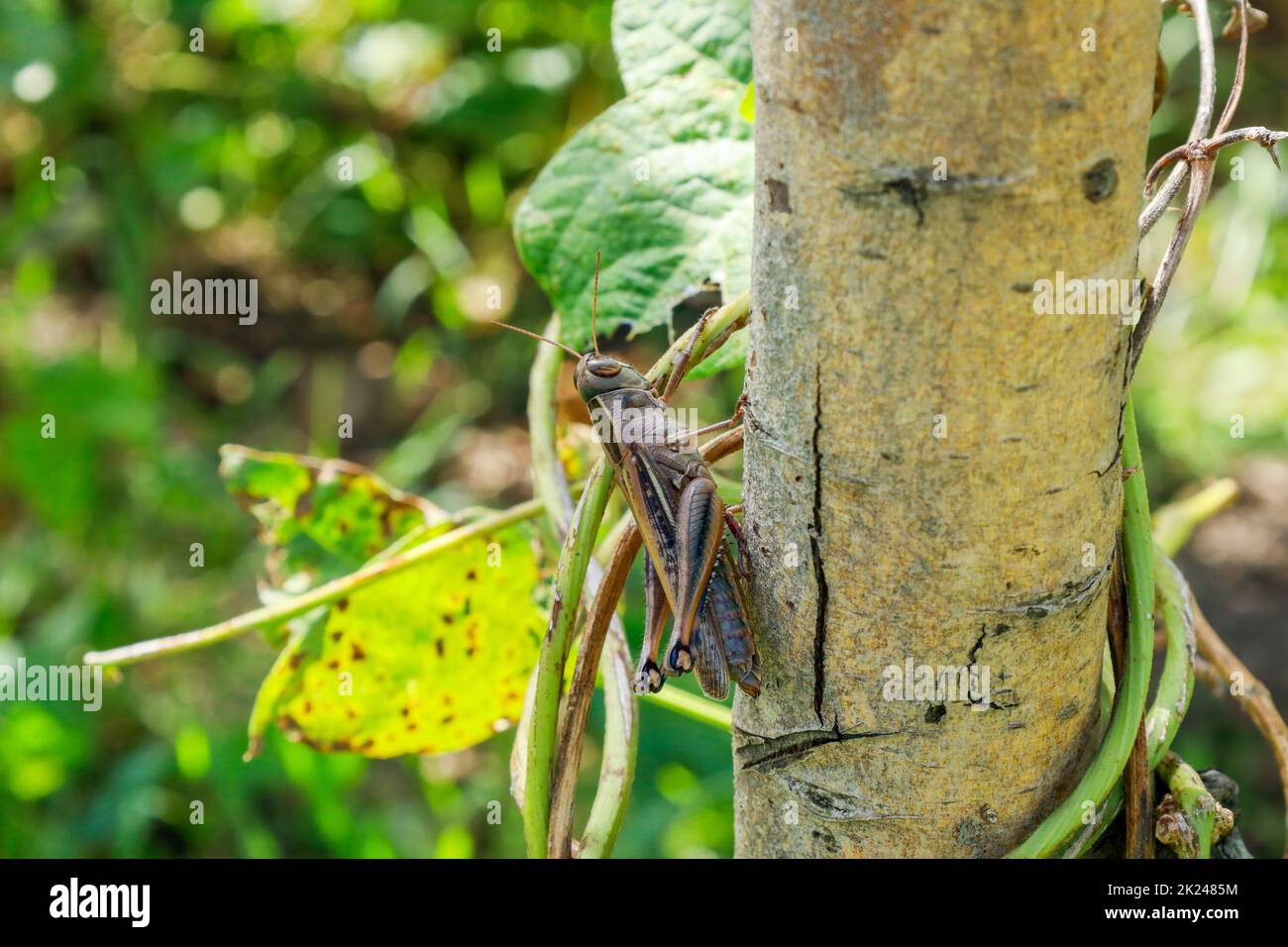 Brown grasshopper sitting on tree branch. Macro insect on a green ...