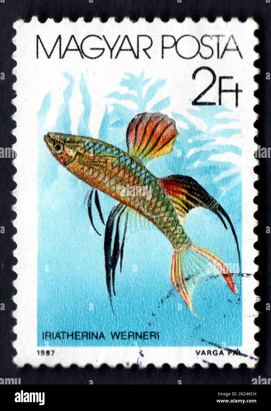 HUNGARY CIRCA 1987: A post stamp printed in HUNGARY showing tropical ...