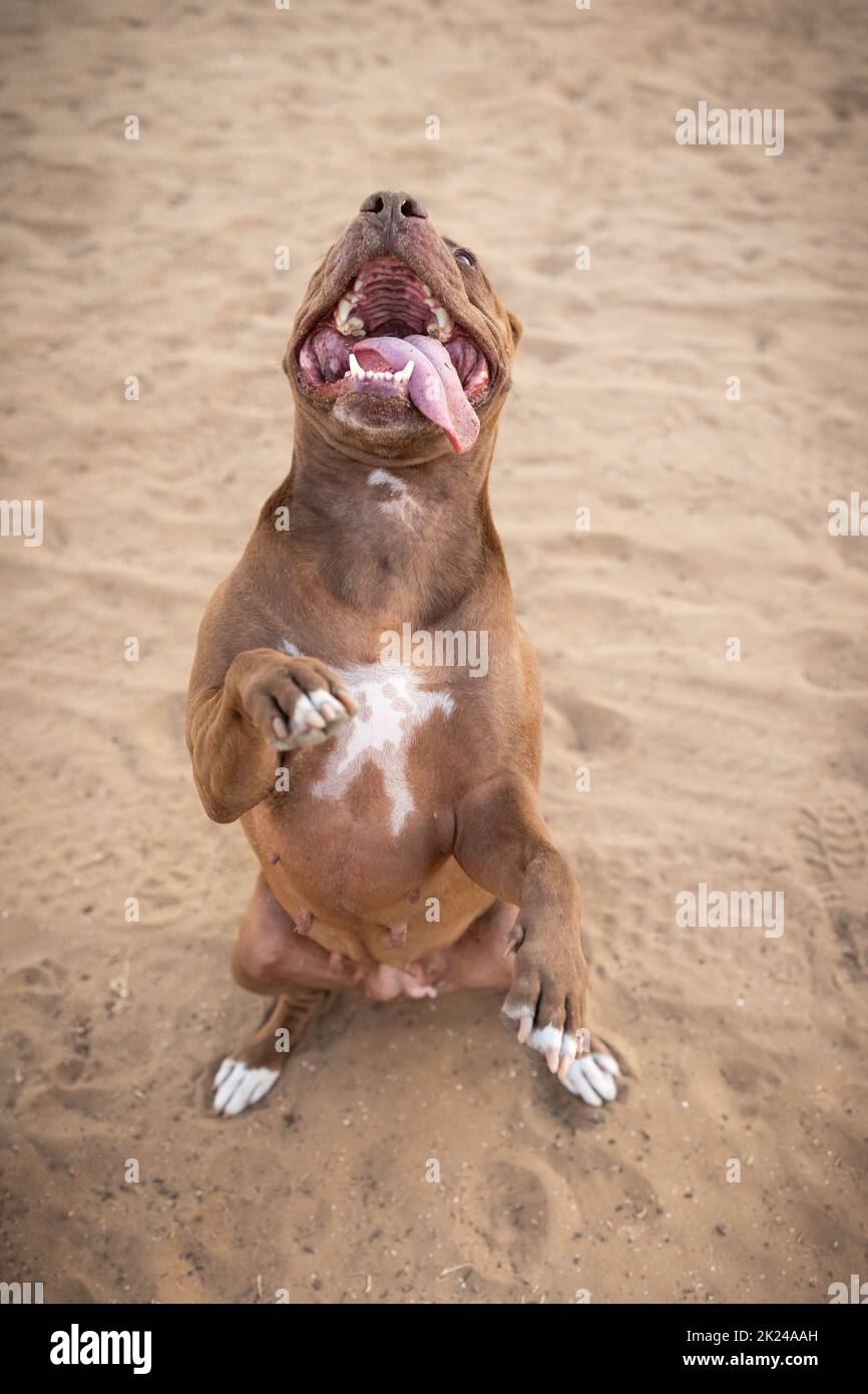 A dog stands on two legs Stock Photo - Alamy