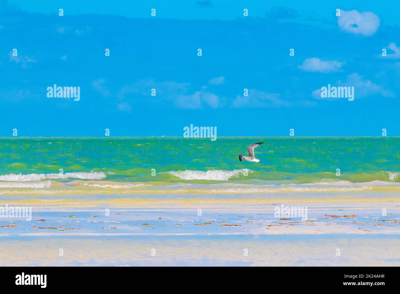 Flying seagulls birds at panorama landscape view on beautiful Holbox ...
