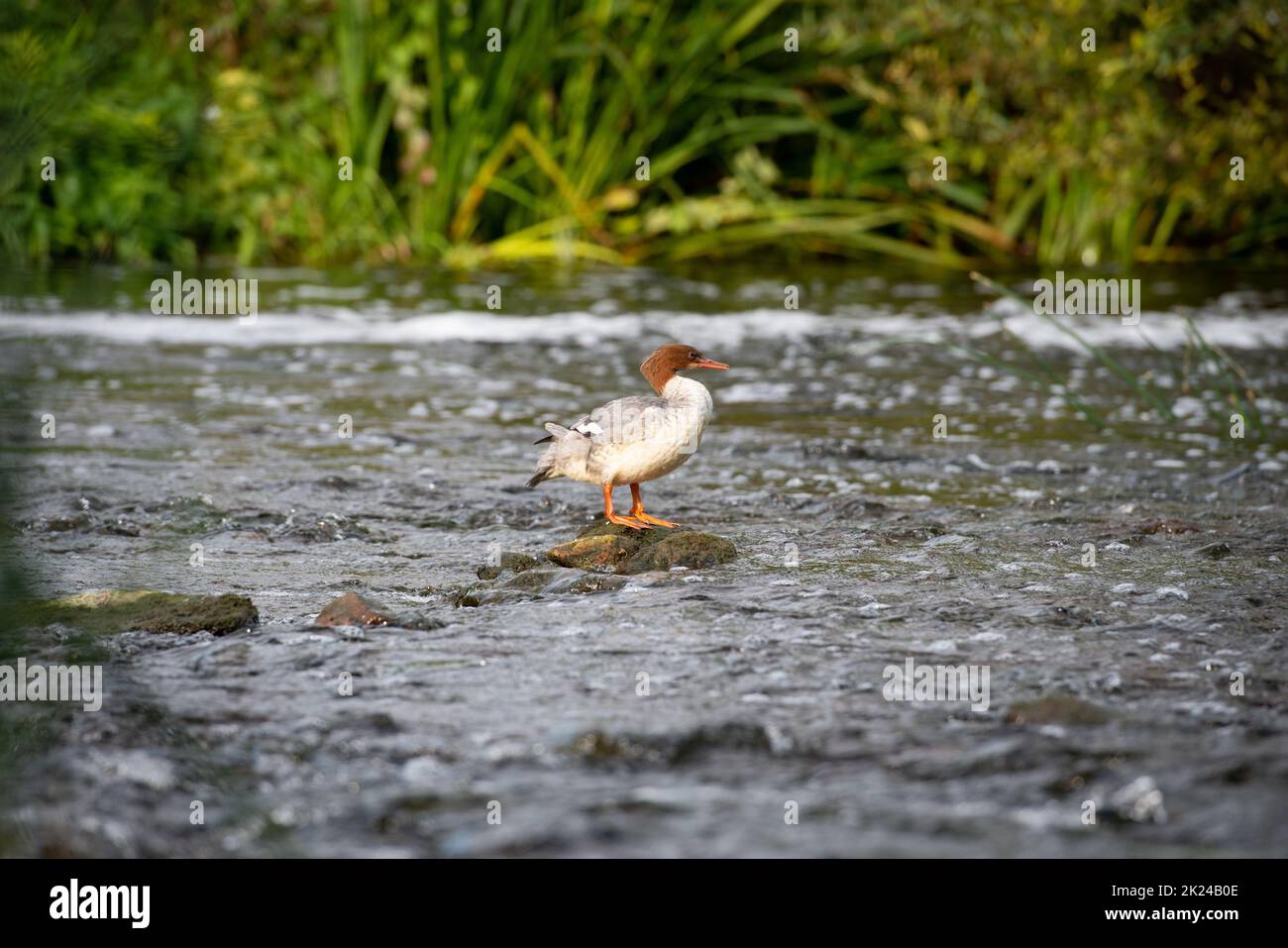 Torrent duck on rock hi-res stock photography and images - Alamy