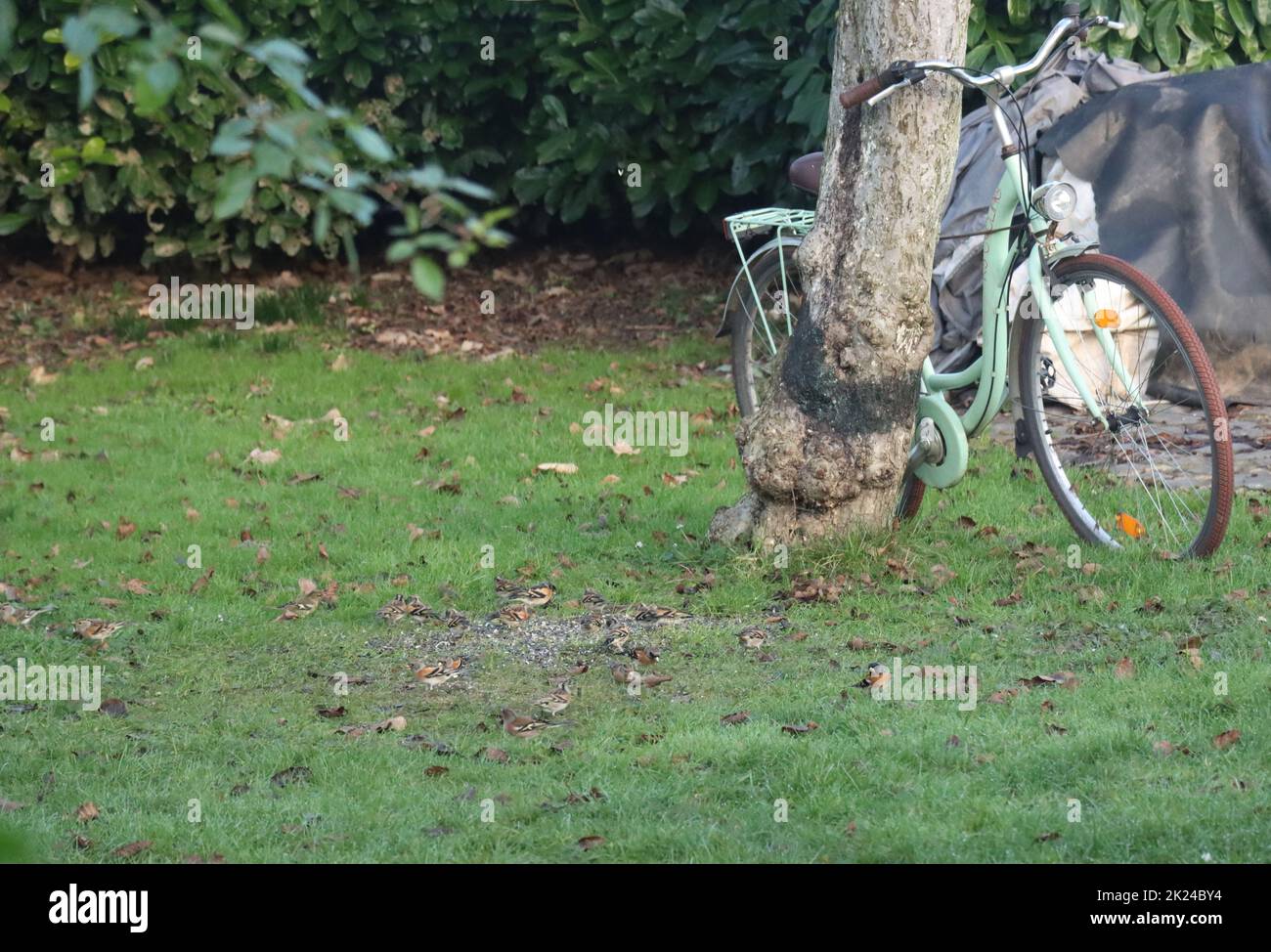 Amsel rasen hi-res stock photography and images - Alamy