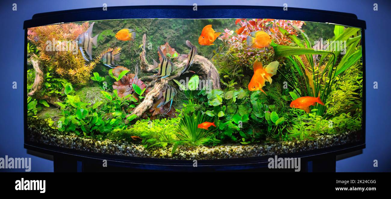 Beautiful Goldfish Aquariums
