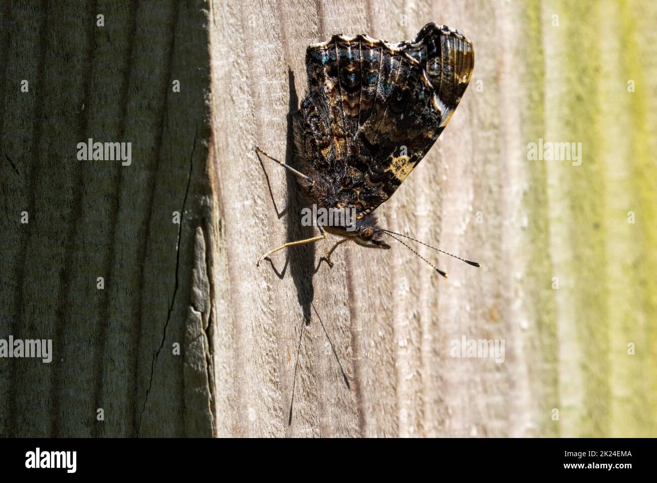 Red admiral underwing patterns hi-res stock photography and images - Alamy