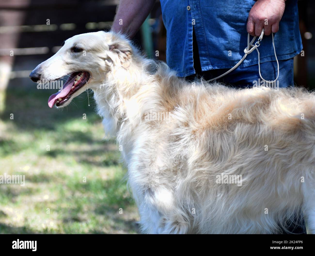 Russian dog greyhound - breed of hunting dogs, in the summer Stock ...
