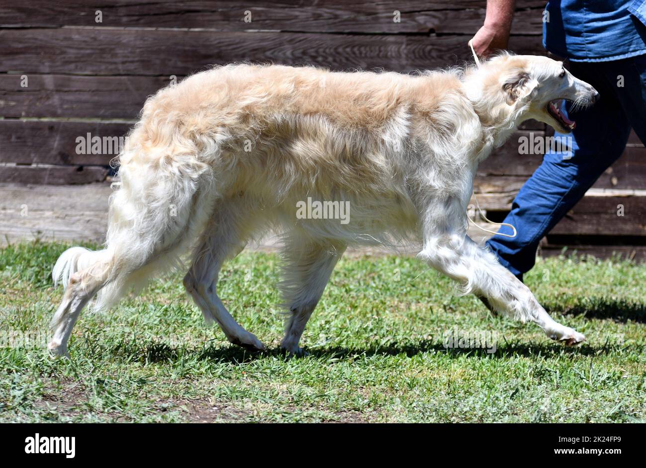 Russian dog greyhound - breed of hunting dogs, in the summer Stock ...