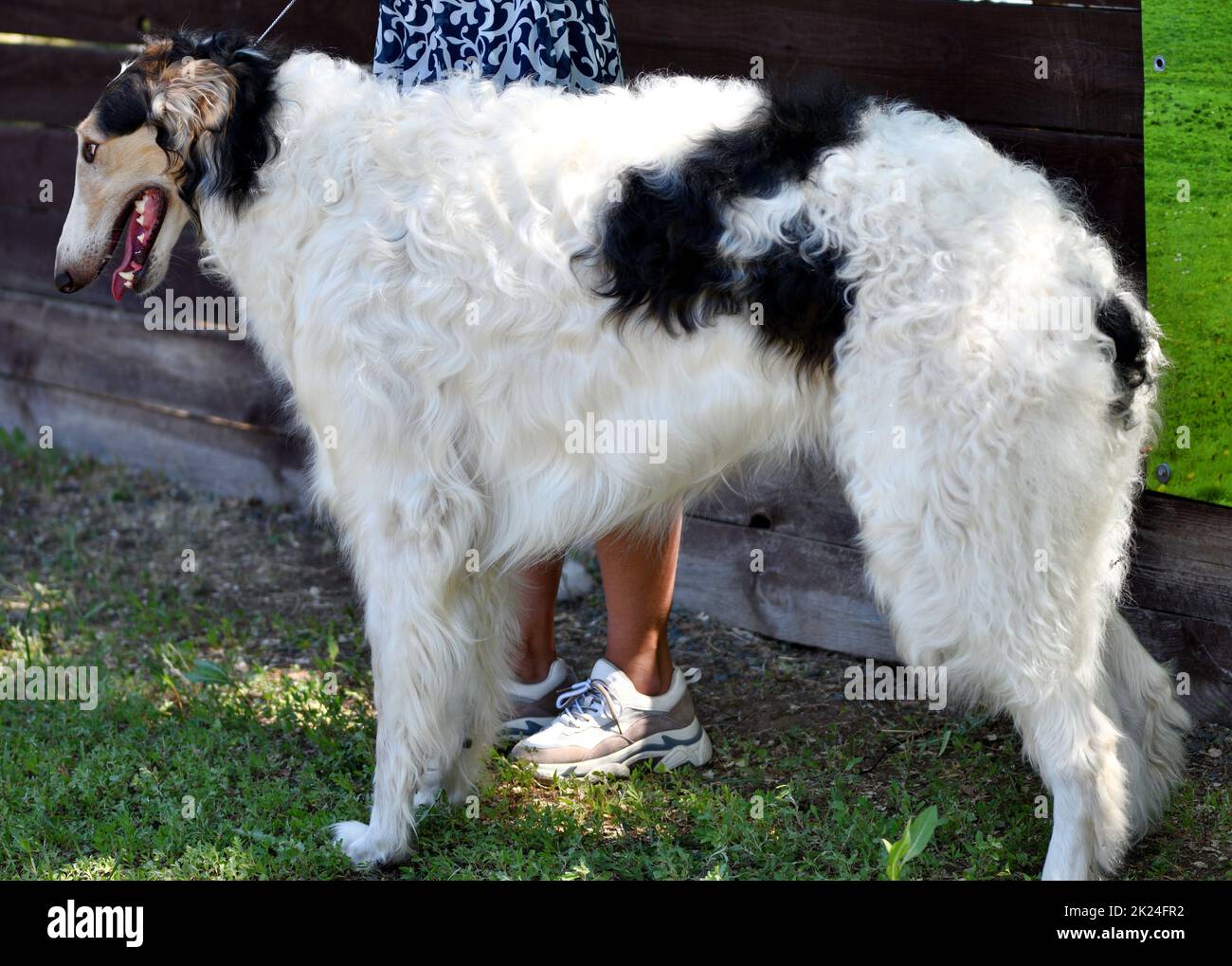 Russian dog greyhound - breed of hunting dogs, in the summer Stock ...