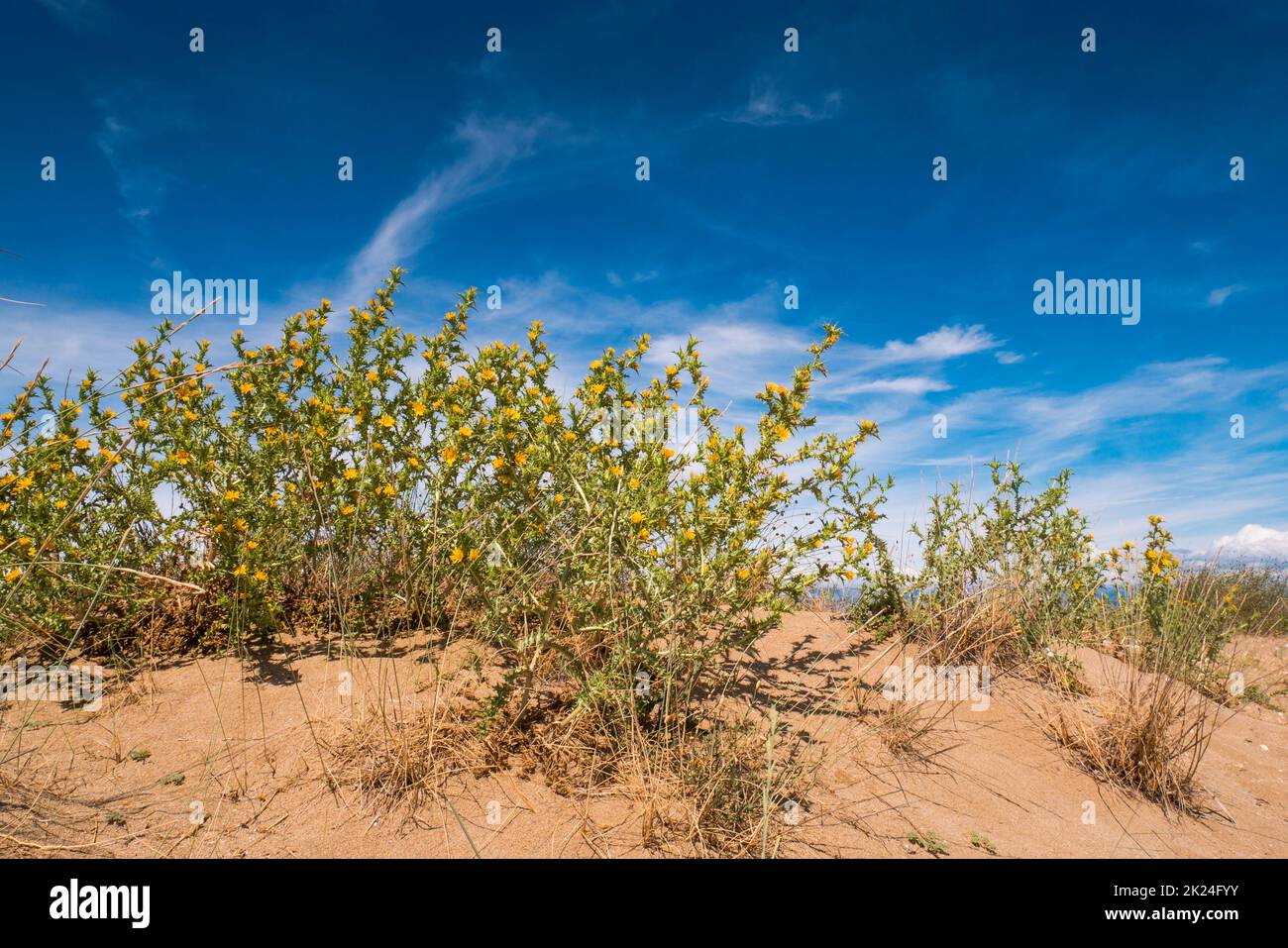 Peloid medicinal mud in Nin town, the Zadar County of Croatia, Europe ...