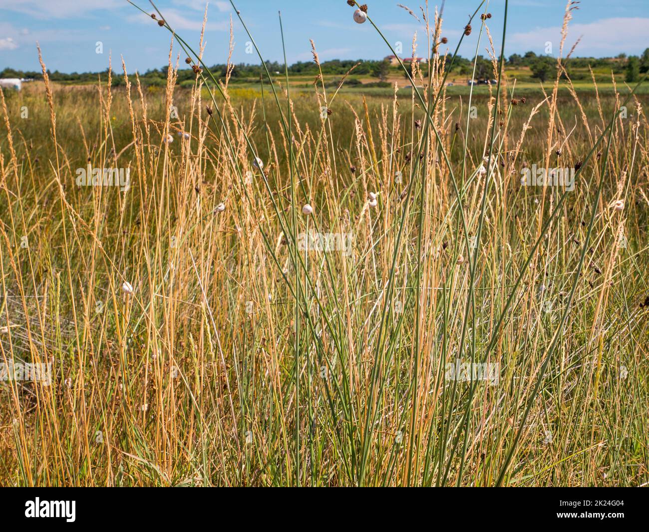 Peloid medicinal mud in Nin town, the Zadar County of Croatia, Europe ...