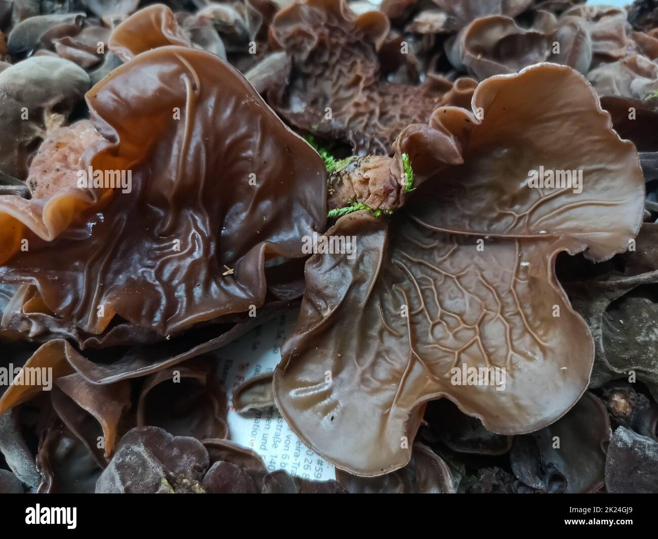 large fresh wood ear mushroom in the winter close up view Stock Photo ...