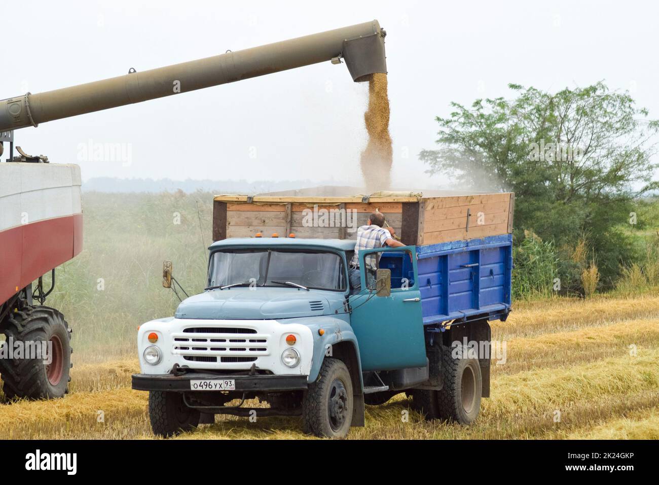 Russia, Poltavskaya village - September 27, 2015: Unloading grain from ...