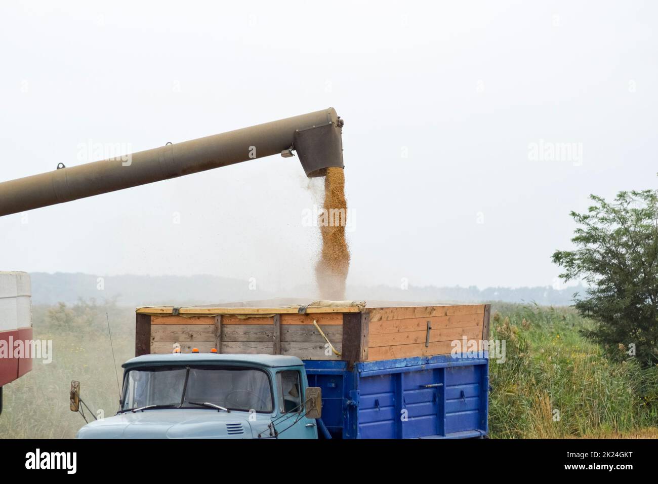 Unloading screw a combine harvester. Unloading grain from a combine ...